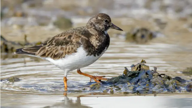 Burung-burung di alam yang saling menipu - BBC News Indonesia