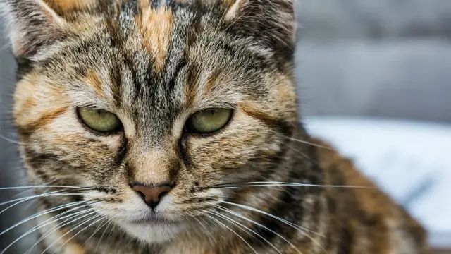 Mengapa kucing Manx di Inggris tak punya ekor? - BBC News Indonesia