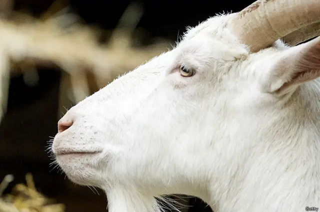 Por qué los estómagos de las cabras pueden ser clave para el éxito del ...