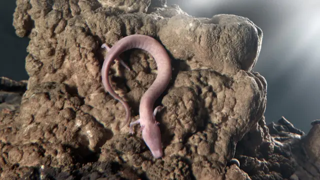 Huevos de olm: nace uno de los "dragones" que tienen en vilo a ...