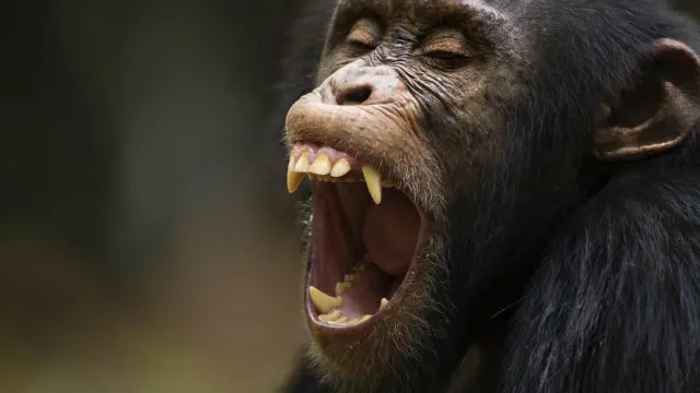 Por que só humanos têm queixo - e para que ele serve? - BBC News Brasil