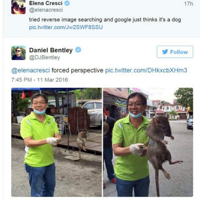 #TrenSosial: Kisah tentang tikus got raksasa di London - BBC News Indonesia