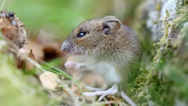 Cuál es el animal que tiene más crías (y no es el conejo) - BBC News Mundo