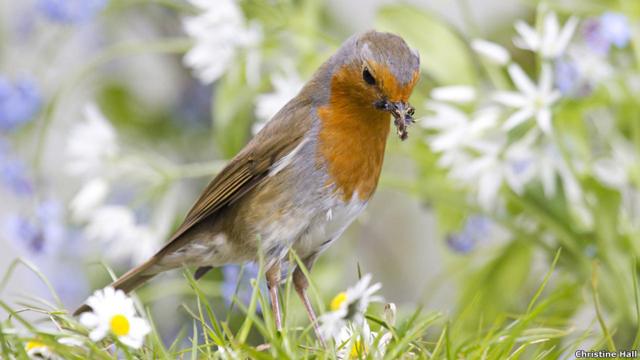Los lectores de BBC fotografían las maravillas que ofrece la primavera ...