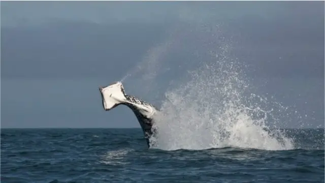 نیوزی لینڈ میں دم کٹی ہمپ بیک وہیل کی تلاش - BBC News اردو
