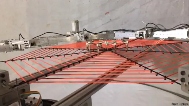 Cómo saben las arañas qué presa cayó en su telaraña - BBC News Mundo