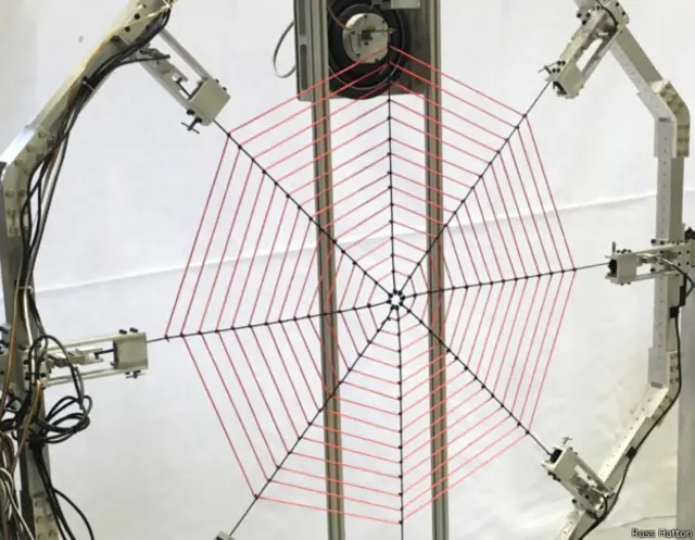 Cómo saben las arañas qué presa cayó en su telaraña - BBC News Mundo