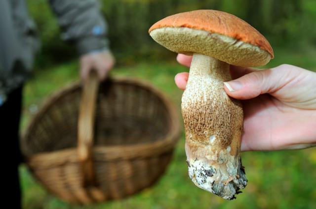 Los 50 hongos más buscados por la ciencia - BBC News Mundo