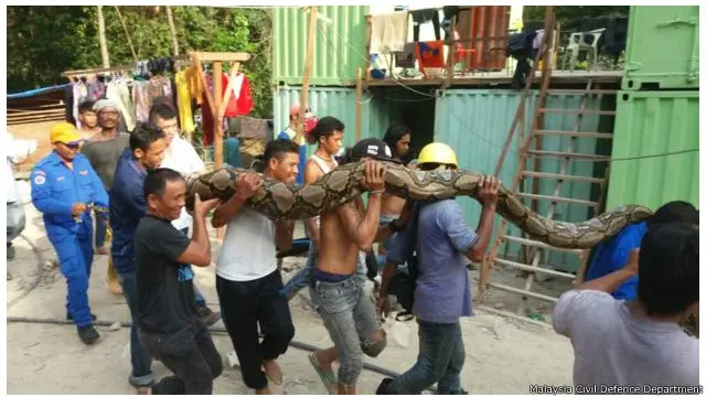 Ular piton 'terpanjang di dunia' mati di Malaysia - BBC News Indonesia