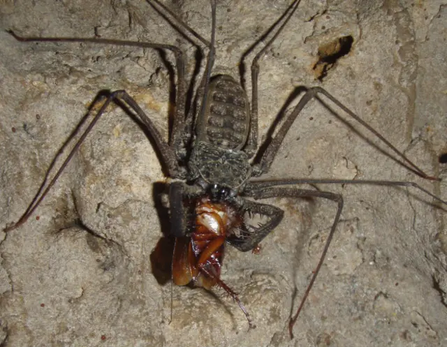 La araña que es tan aterradora que tiene su propio "relacionador ...