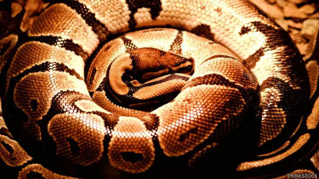 La misteriosa muerte de una de las pitones más largas del mundo - BBC ...