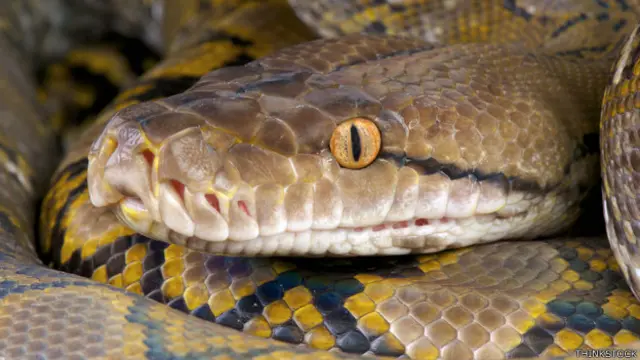 La misteriosa muerte de una de las pitones más largas del mundo - BBC ...
