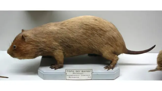 Tikus-tikus terbesar di dunia - BBC News Indonesia