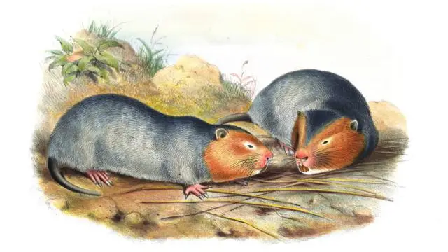 Tikus-tikus terbesar di dunia - BBC News Indonesia