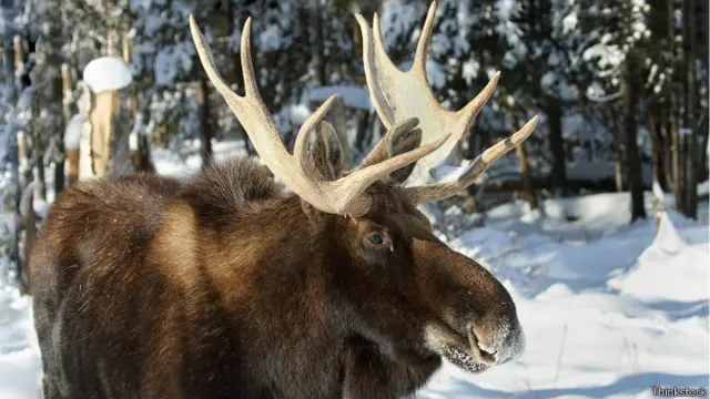 El alce salvaje, el animal que se beneficia del cambio climático - BBC ...