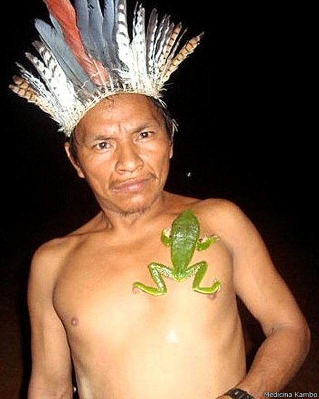 Kambó, el polémico veneno que se usa en Sudamérica como medicina para ...