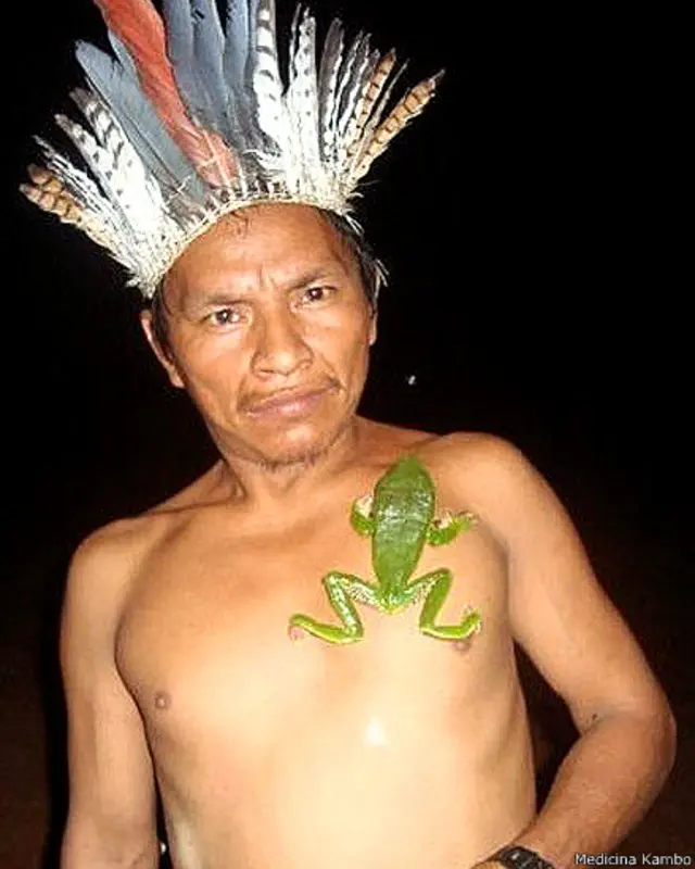 Kambó, el polémico veneno que se usa en Sudamérica como medicina para ...