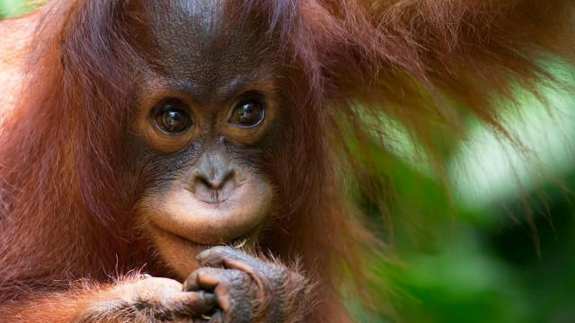Como observar os filhos ajudou Darwin a compreender a evolução humana ...