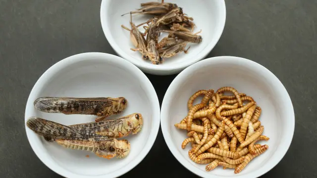 Por qué hay atletas que comen insectos para mejorar su rendimiento ...