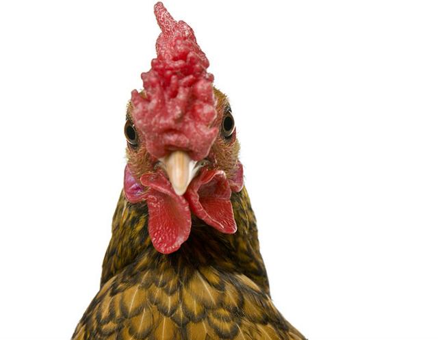 El periplo del pollo: salió de la selva peleando y fue despreciado por ...