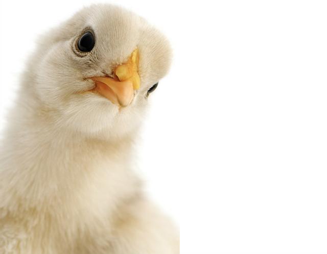 El periplo del pollo: salió de la selva peleando y fue despreciado por ...