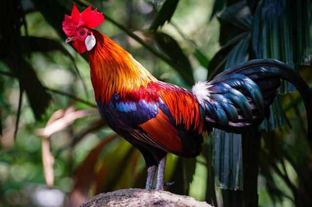 El periplo del pollo: salió de la selva peleando y fue despreciado por ...