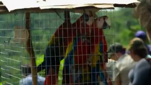 Burung nuri merah kembali ke surga - BBC News Indonesia