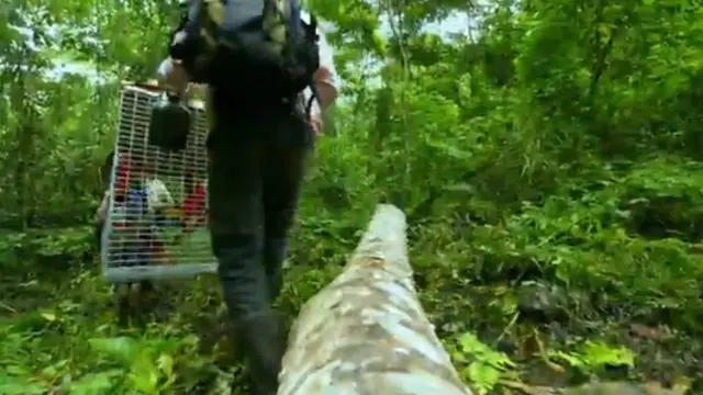Burung nuri merah kembali ke surga - BBC News Indonesia