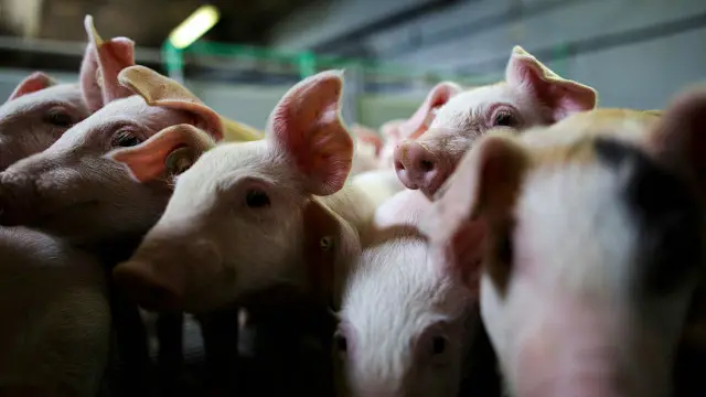 Ilmuwan menumbuhkan organ manusia dalam tubuh babi - BBC News Indonesia