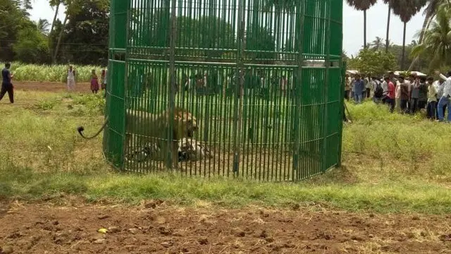India menggelar 'pengadilan' untuk singa pemakan orang - BBC News Indonesia