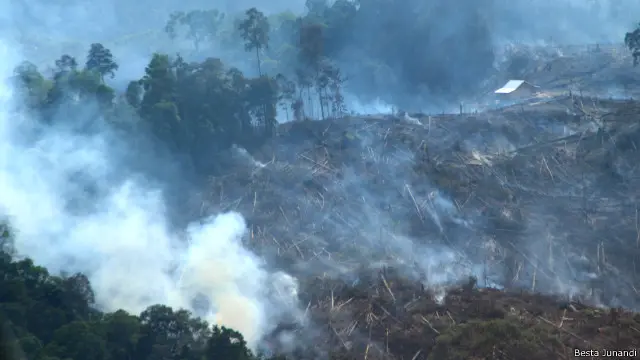 Awal Juli, ‘pembakaran’ hutan dan lahan di Riau melonjak drastis - BBC News Indonesia