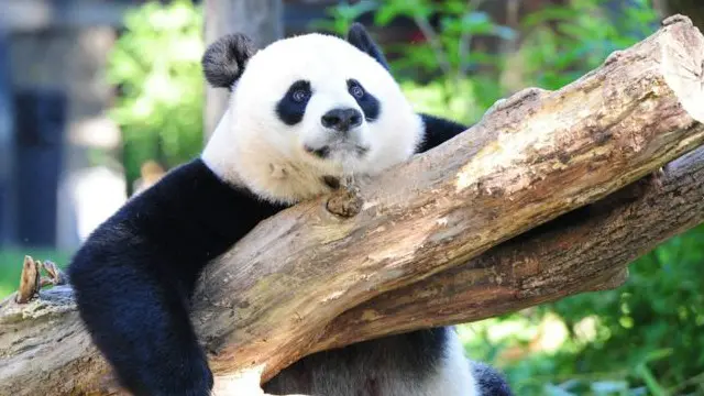 Panda tidak lagi masuk daftar spesies yang terancam punah - BBC News ...