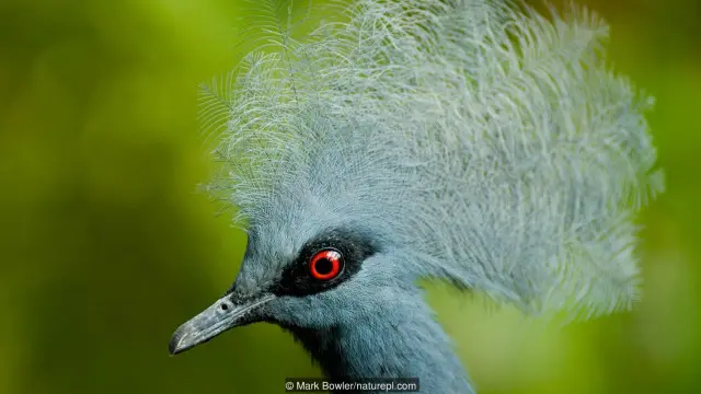 Bisakah Anda tebak mana burung peliharaan dan mana burung liar? - BBC ...