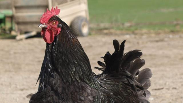 Diiqii madoobaa ee dhalinyarada xabsiga dhigay - BBC News Somali