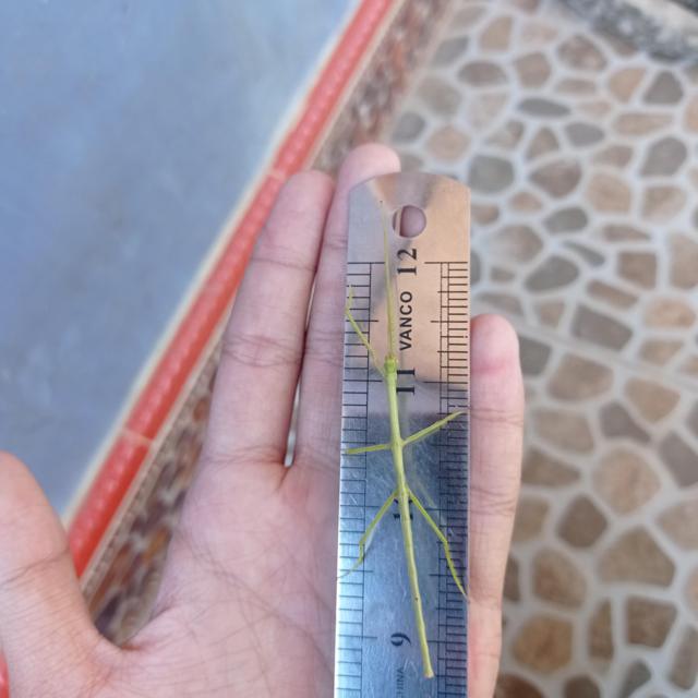 Penemuan serangga: Kisah Gen Z Indonesia yang mendunia setelah ...