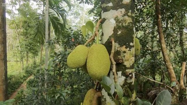 Fenesi: Ulijua kuwa tunda hili linaweza kutibu aina tatu ya saratani na ...