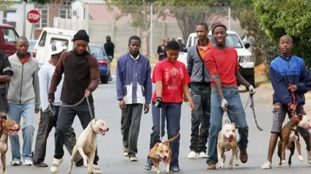 Shambulio la mbwa Afrika Kusini: 'Hatuwezi kuishi katika ulimwengu ...