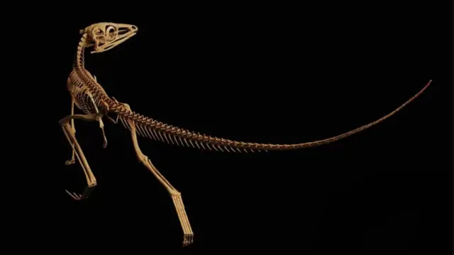 M﻿isteri fosil nenek moyang pterosaurus berusia 230 juta tahun akhirnya ...