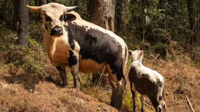 Masyarakat adat Adi, penyelamat 'sapi berponi' di Himalaya yang ...