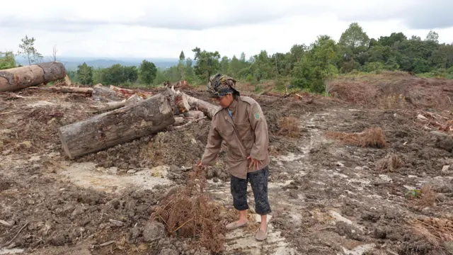 Food Estate Sumatra Utara: Perjuangan perempuan Desa Ria-Ria di lumbung ...