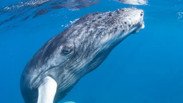 Los enormes tapones de cera de los oídos de las ballenas que relatan la ...