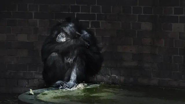 Inguge yabonye ikirere ubwa mbere mu myaka 28 - BBC News Gahuza