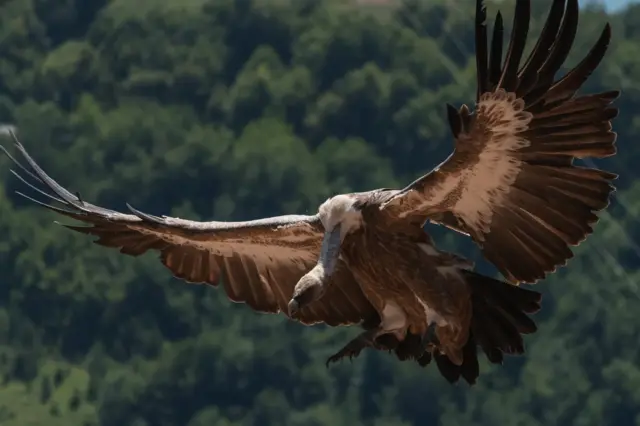 Svetski dan biodiverziteta: Kako se na Balkanu čuva šarolikost prirode ...