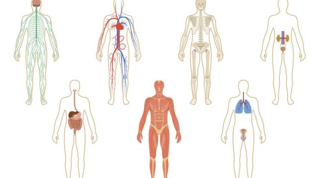 Ponte a prueba: ¿cuánto sabes sobre tu cuerpo y las funciones de tus ...