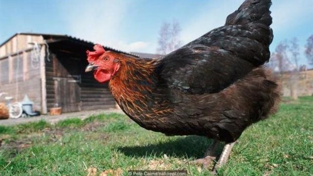 Por que as galinhas são muito mais inteligentes do que você imagina ...