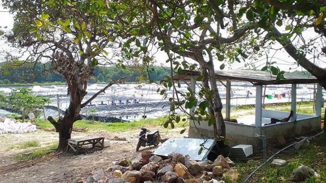 Karimunjawa: Aktivis lingkungan Daniel Frits Tangkilisan 'dikriminalisasi' dengan UU ITE ...