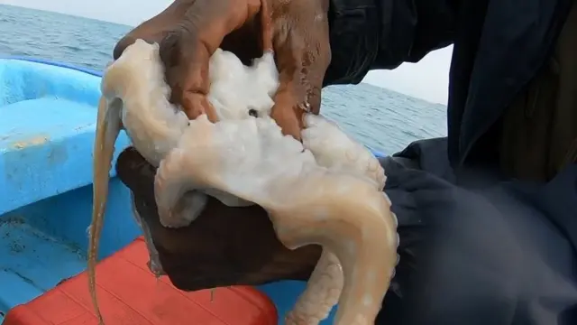 Pweza na supu yake ina manufaa gani ya kiafya? - BBC News Swahili