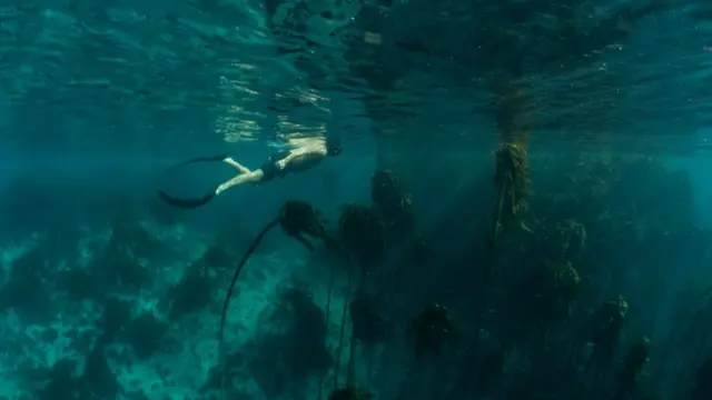 Oscar 2021: "My Octopus Teacher", 5 características fascinantes de los ...