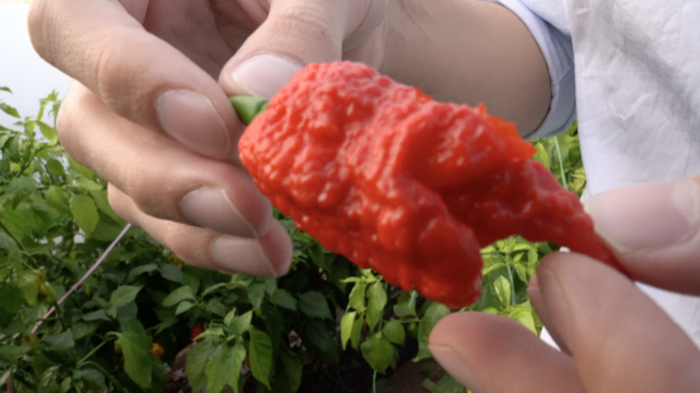 Najljuća paprika u Srbiji - BBC News na srpskom