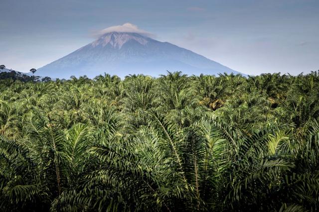 Kelapa sawit, ancaman perang dagang RI-Uni Eropa dan enam hal lainnya - BBC News Indonesia